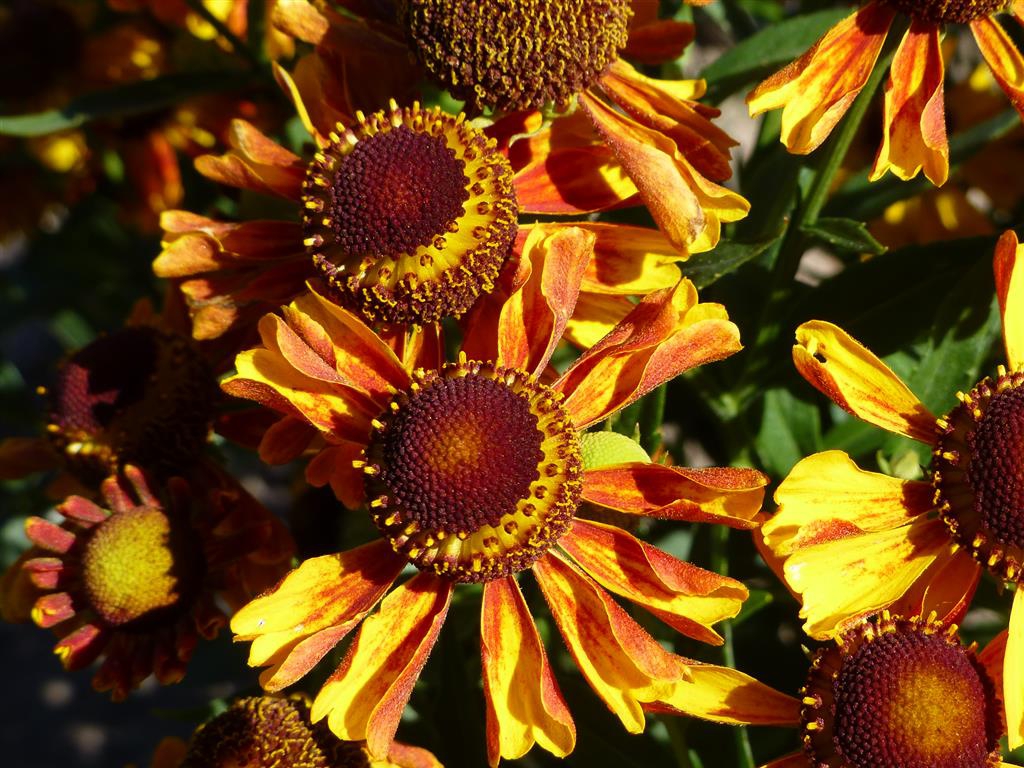 Pflanzen-Vielfalt - der Saatgut-Shop: Stauden-Samen, Beet-Stauden ...