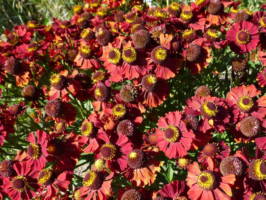 Pflanzen-Vielfalt - der Saatgut-Shop: Stauden-Samen, Beet-Stauden ...