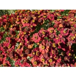 Pflanzen-Vielfalt - der Saatgut-Shop: Stauden-Samen, Beet-Stauden ...