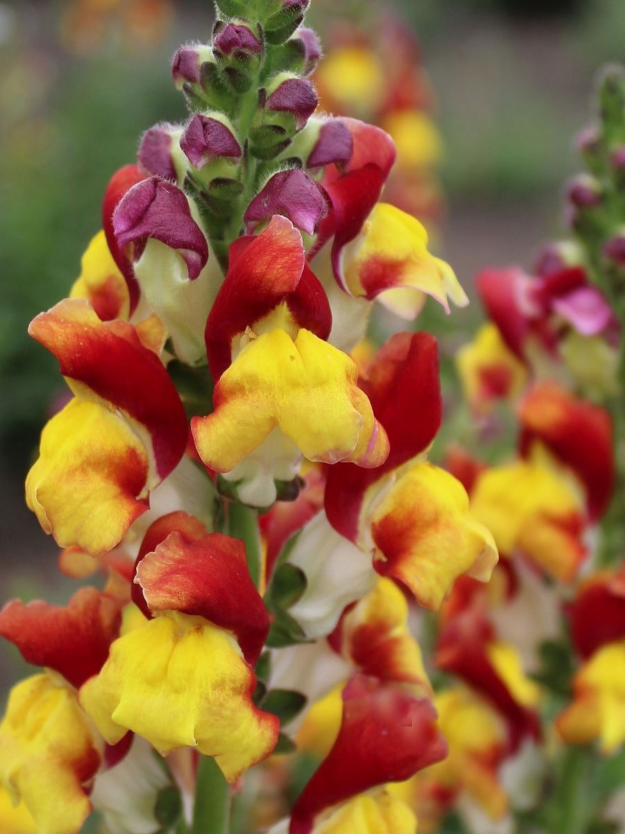 Pflanzen-Vielfalt - der Saatgut-Shop: Stauden-Samen, Beet-Stauden ...